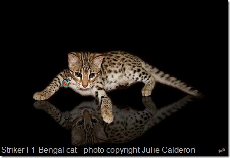 F1 Bengal Cat Callista Strike Force – Michael Broad